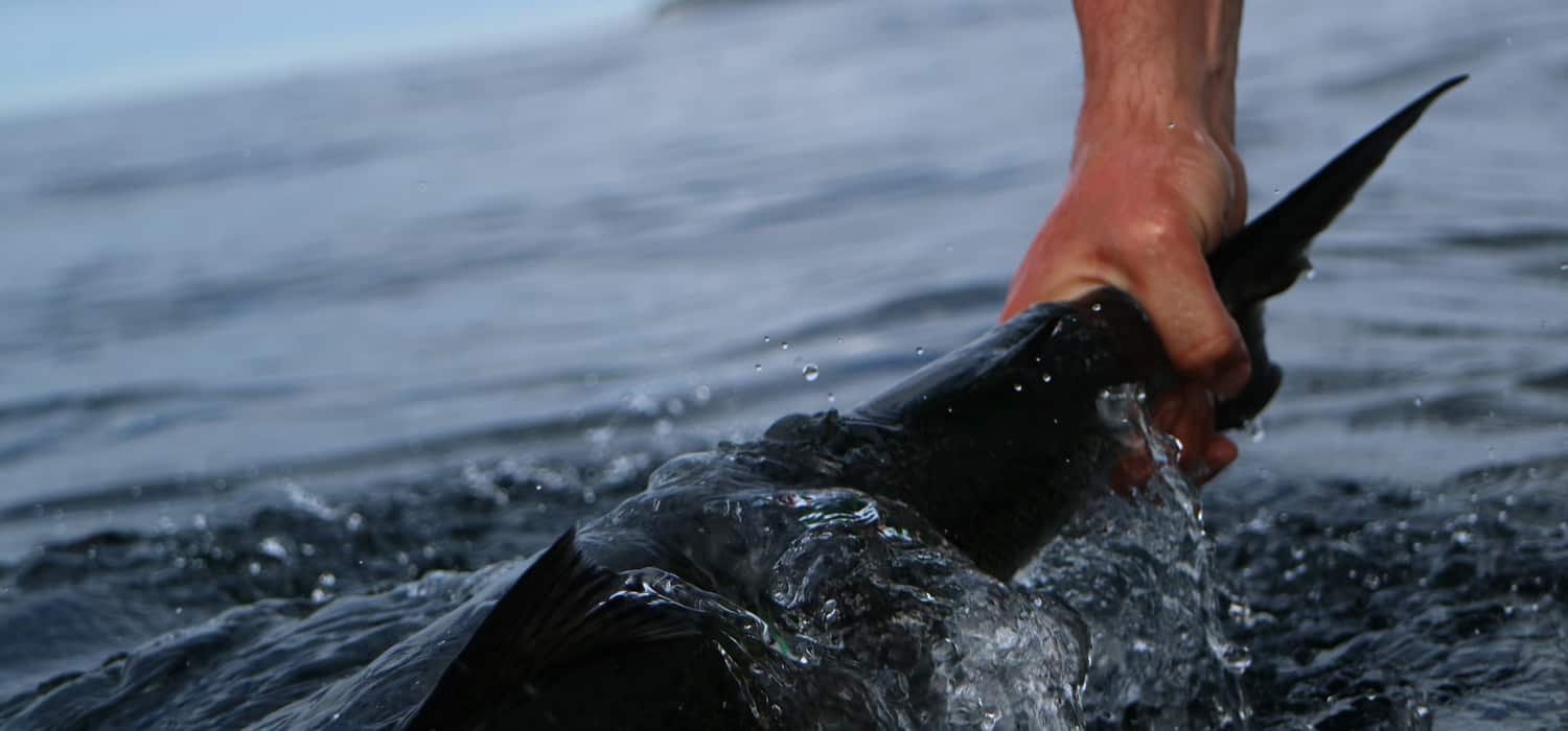 June Fishing in BC | Best options for BC Fishing Trips in June